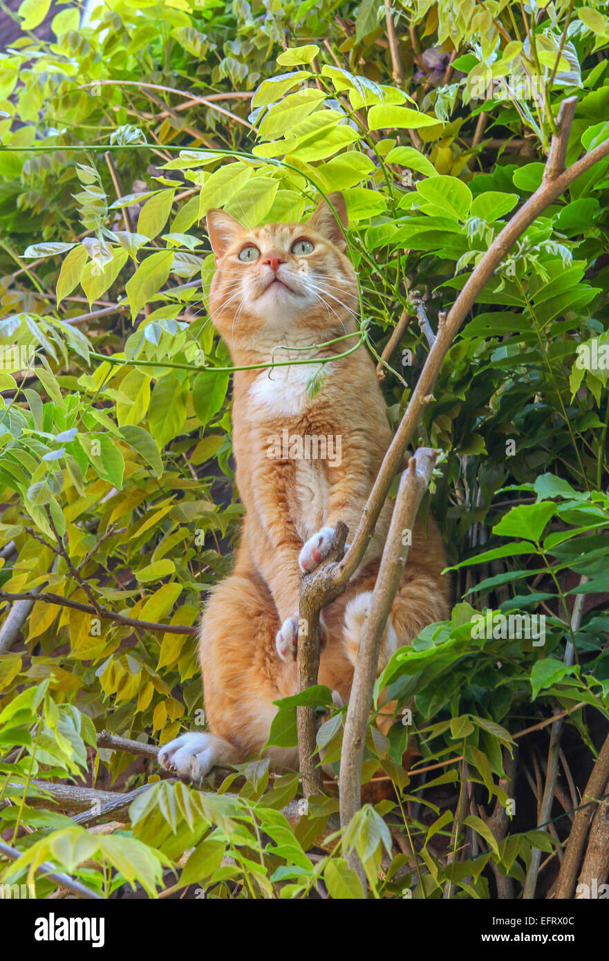 Alert cat in tree Stock Photo - Alamy
