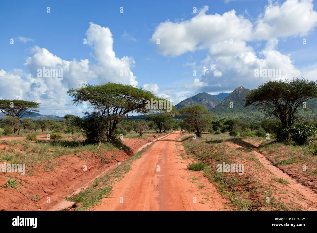 The Bush Kenya Africa Landscape