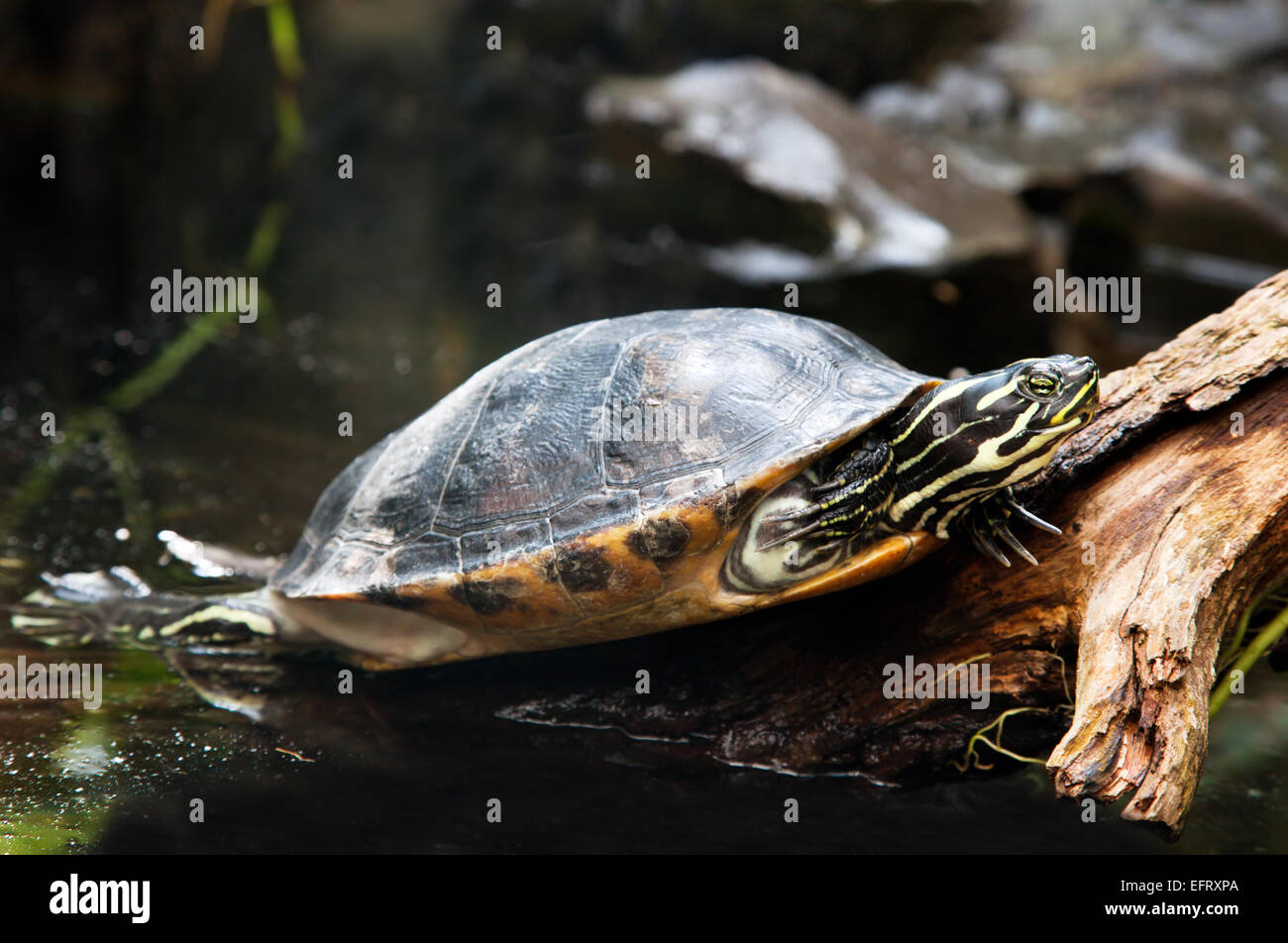 A turtle in the water Stock Photo - Alamy