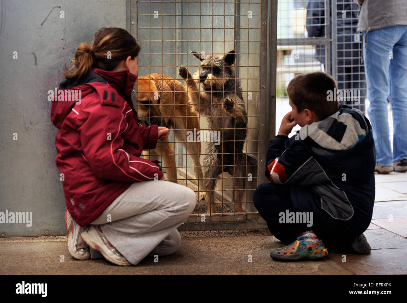 The Many Tears Animal Rescue centre near Llanelli, S. Wales UK Stock ...