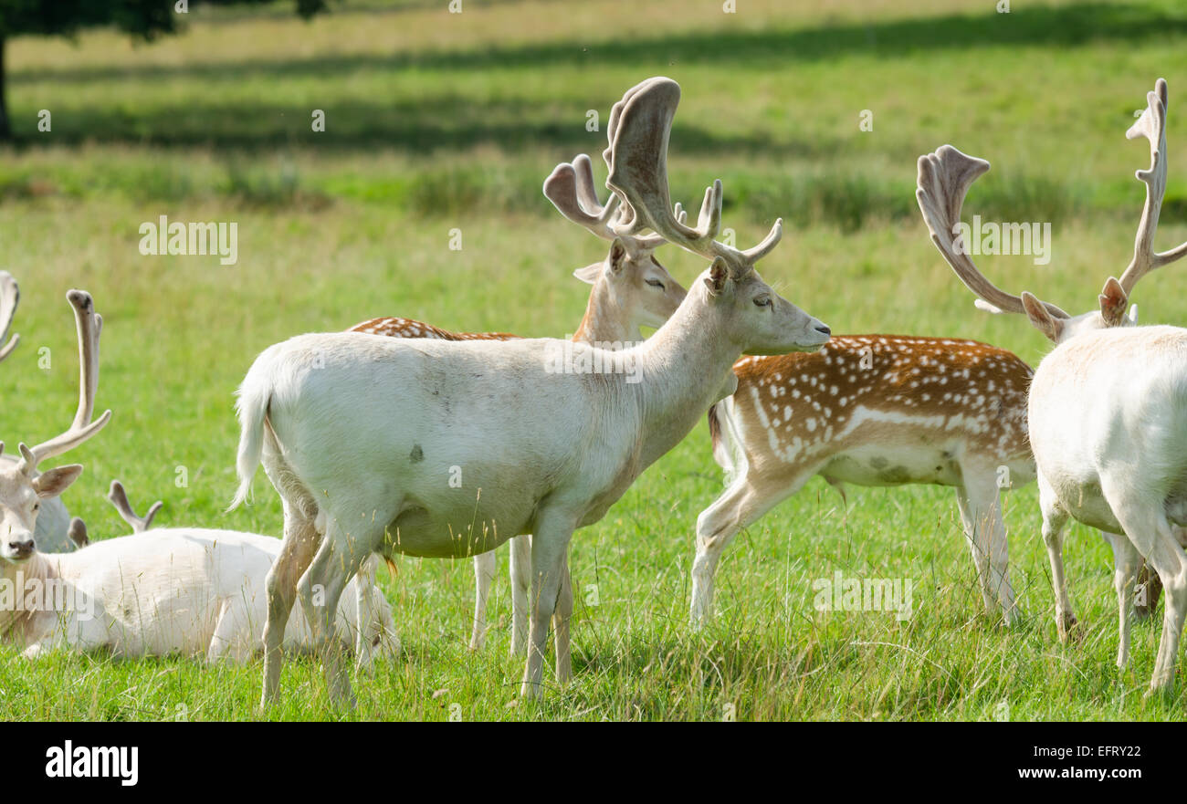 Fallow deer herd Stock Photo - Alamy