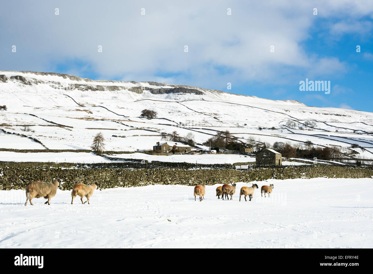Sheep in the snow in the Yorkshire Dales Stock Photo - Alamy