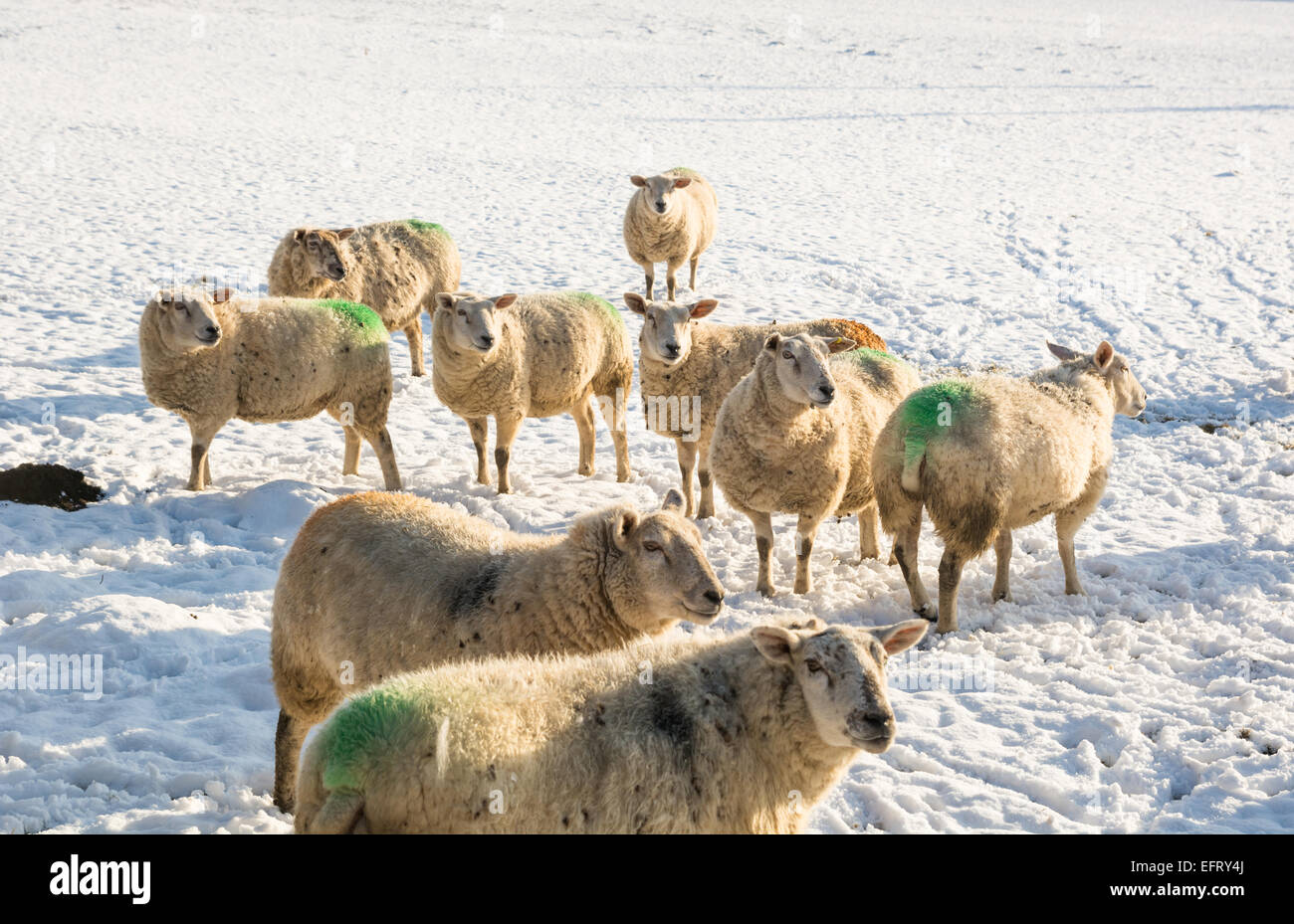 Sheep in the snow Stock Photo - Alamy