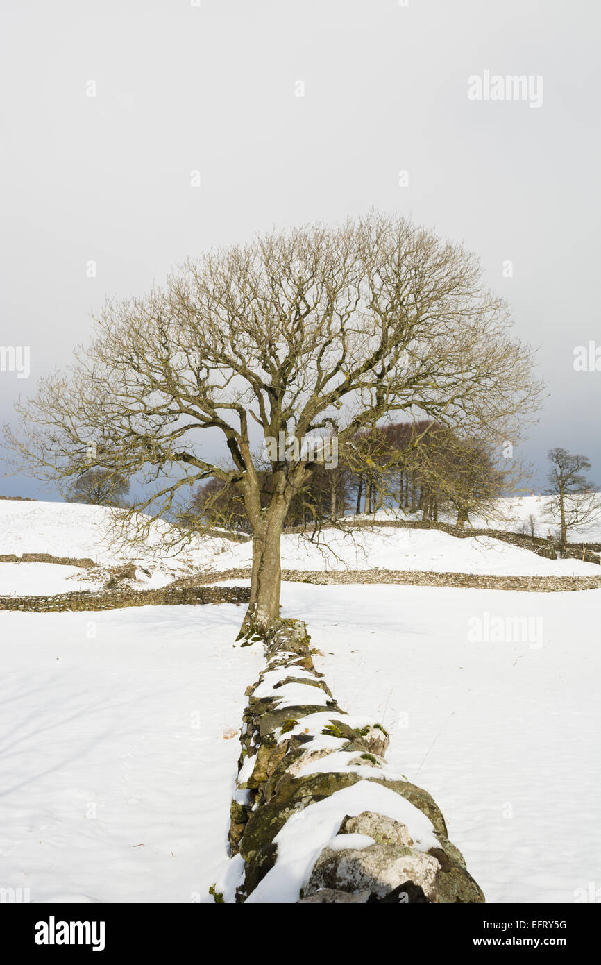 Snow in the Yorkshire Dales Stock Photo - Alamy