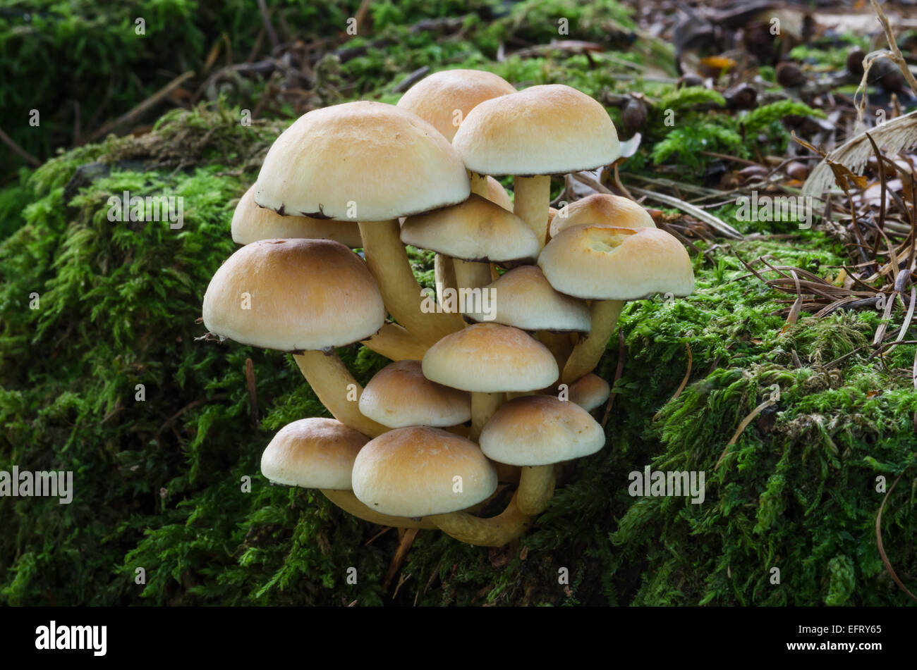 Sulphur tuft fingi - Hypholoma fasciculare Stock Photo - Alamy