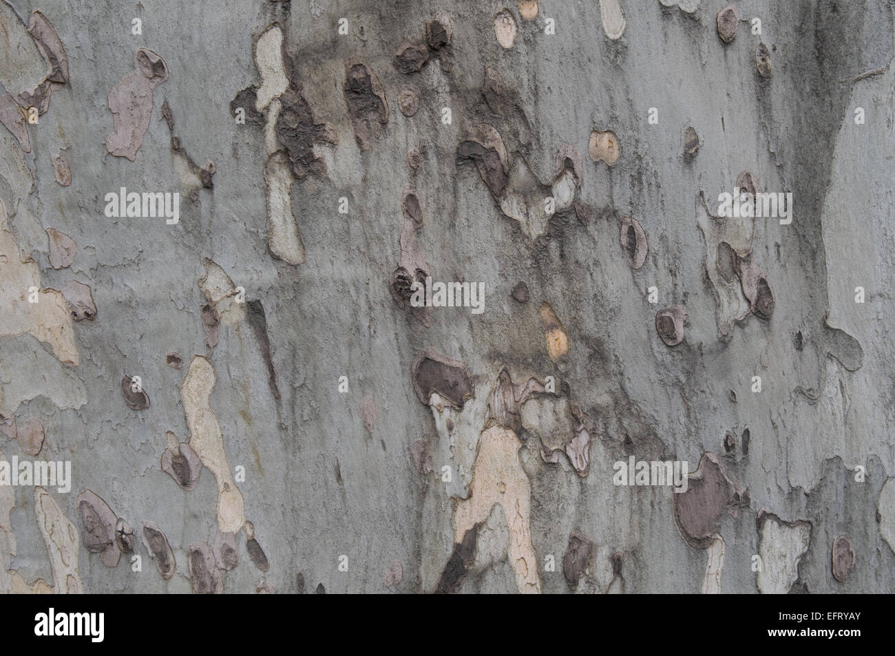 Sycamore tree peeling bark hi-res stock photography and images - Alamy