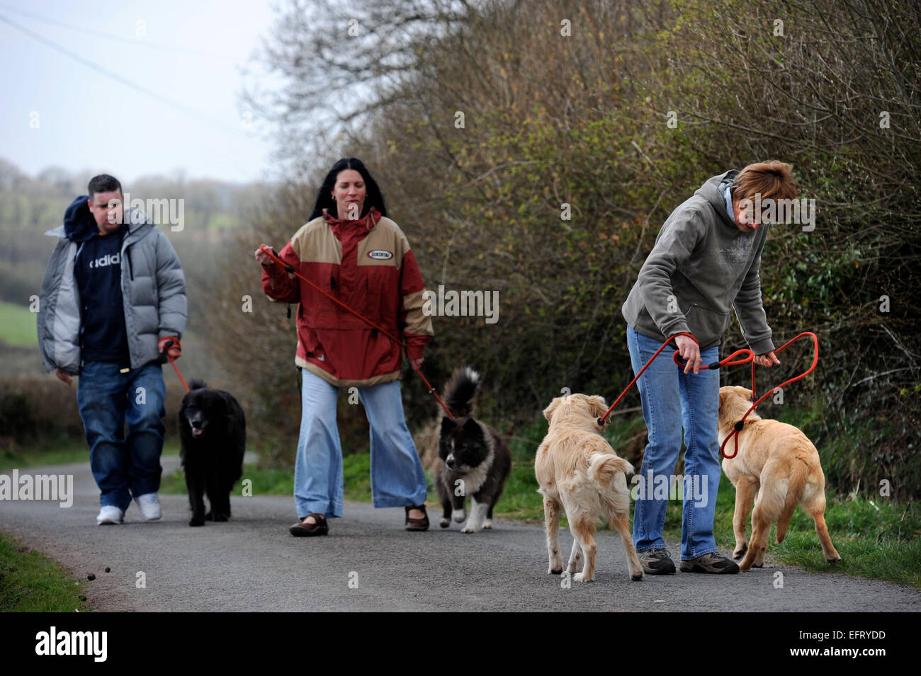 Dog dogs walker walkers walking leashes hi-res stock photography and ...