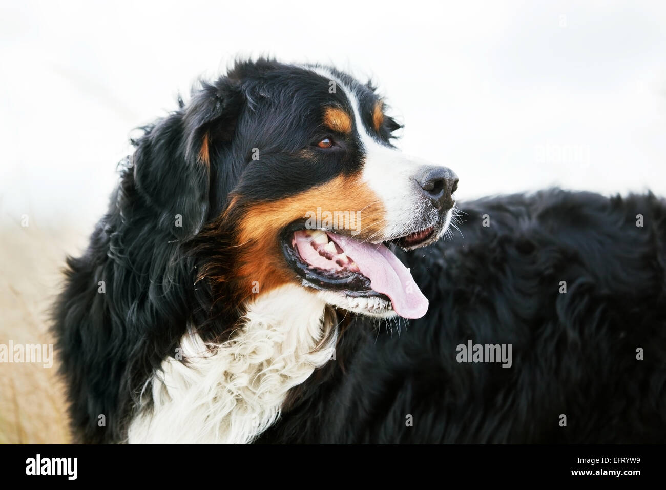 Bernese Mountain Dog portrait. Adult, purebred. Half body, head ...