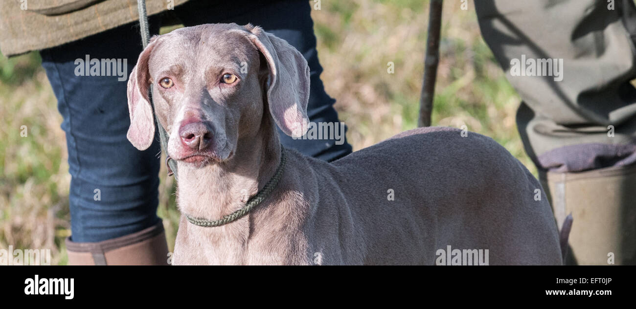 Weimaraner dog breed hi-res stock photography and images - Alamy