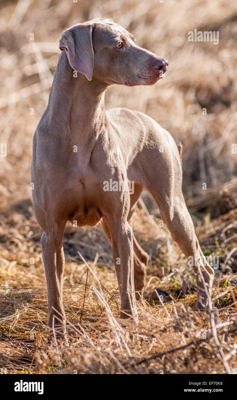 Weimaraner dog breed hi-res stock photography and images - Alamy