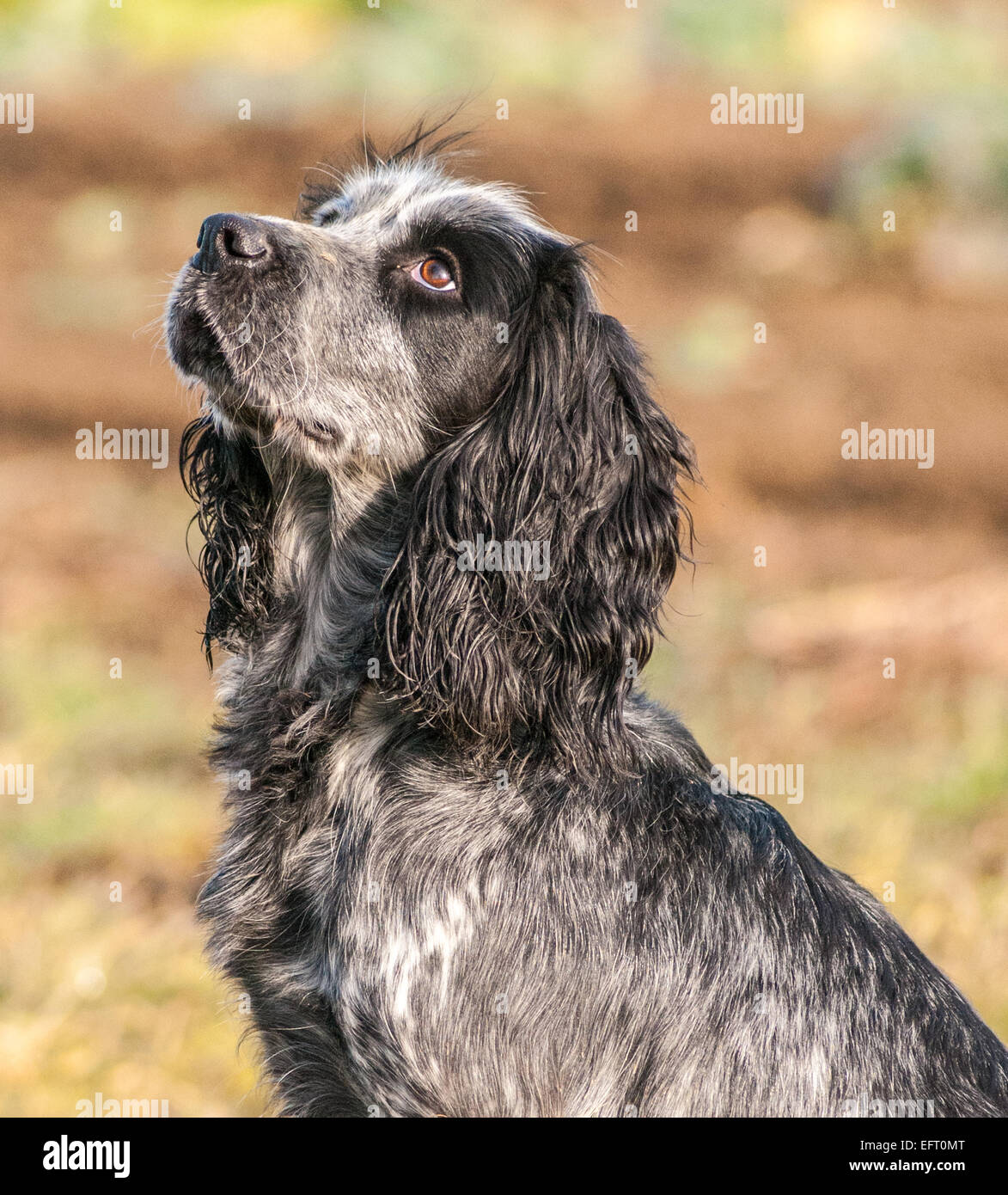 Black & White Cocker Spaniel looking up at his owner, portrait Stock ...