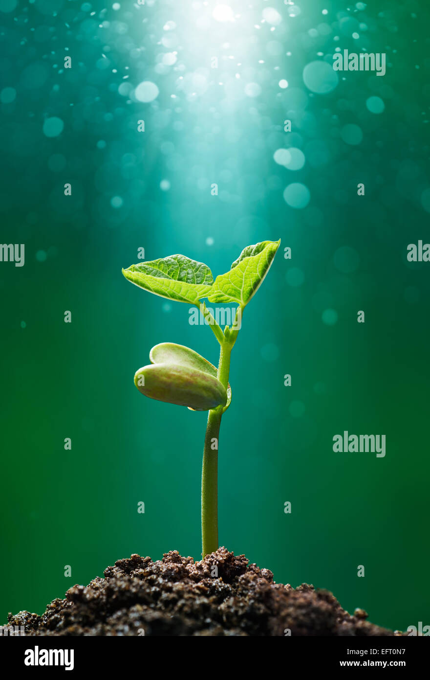 sprout with sunbeam shining on it Stock Photo - Alamy