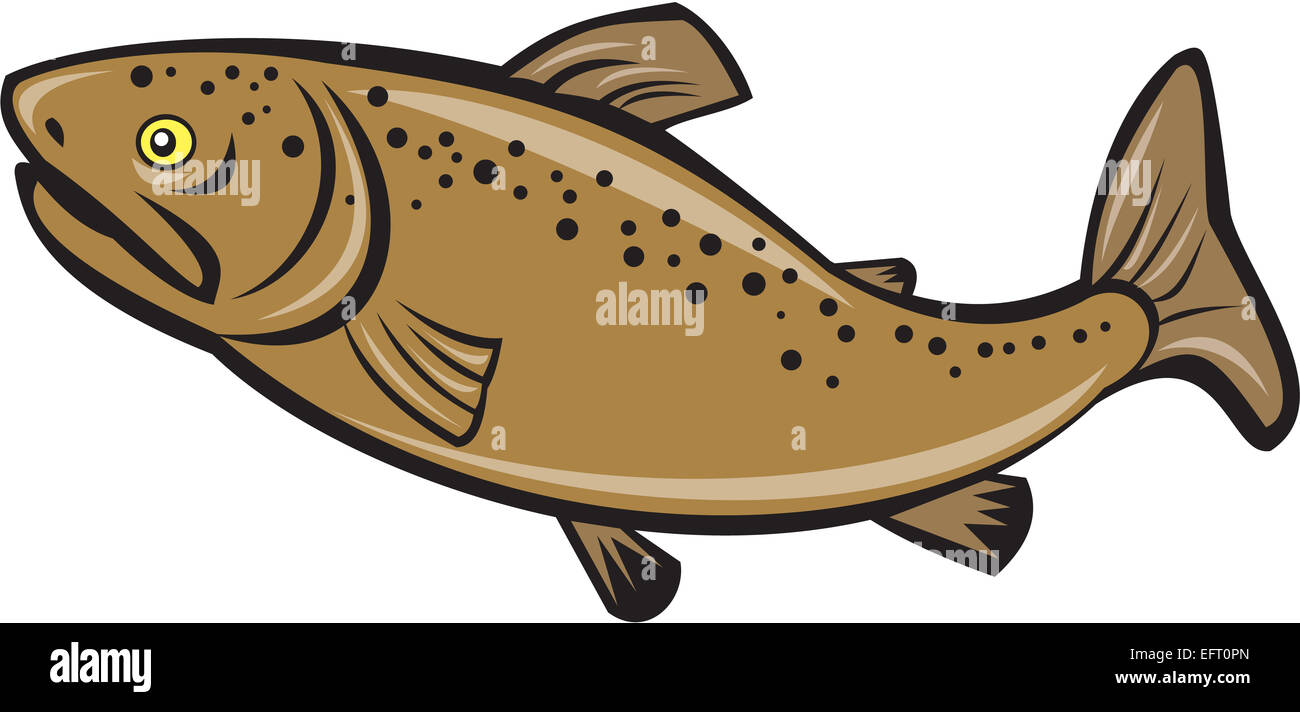 Illustration of a brown trout spotted fish viewed from the side on ...