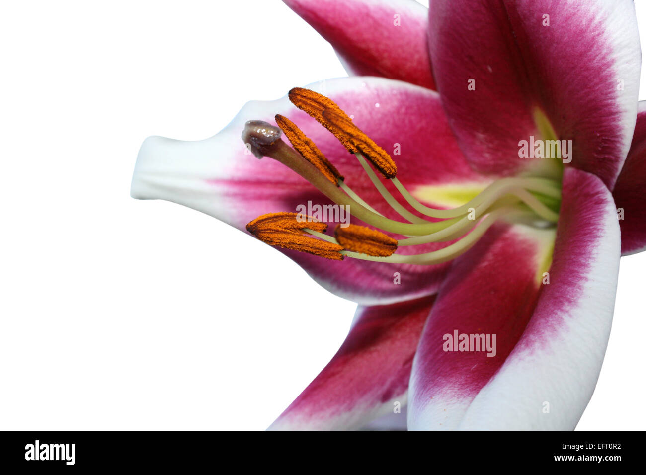 Regal lily royal lily lilium hi-res stock photography and images - Alamy