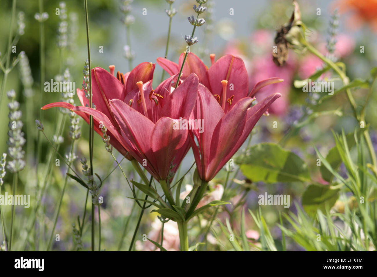 Lilien sommer hi-res stock photography and images - Alamy