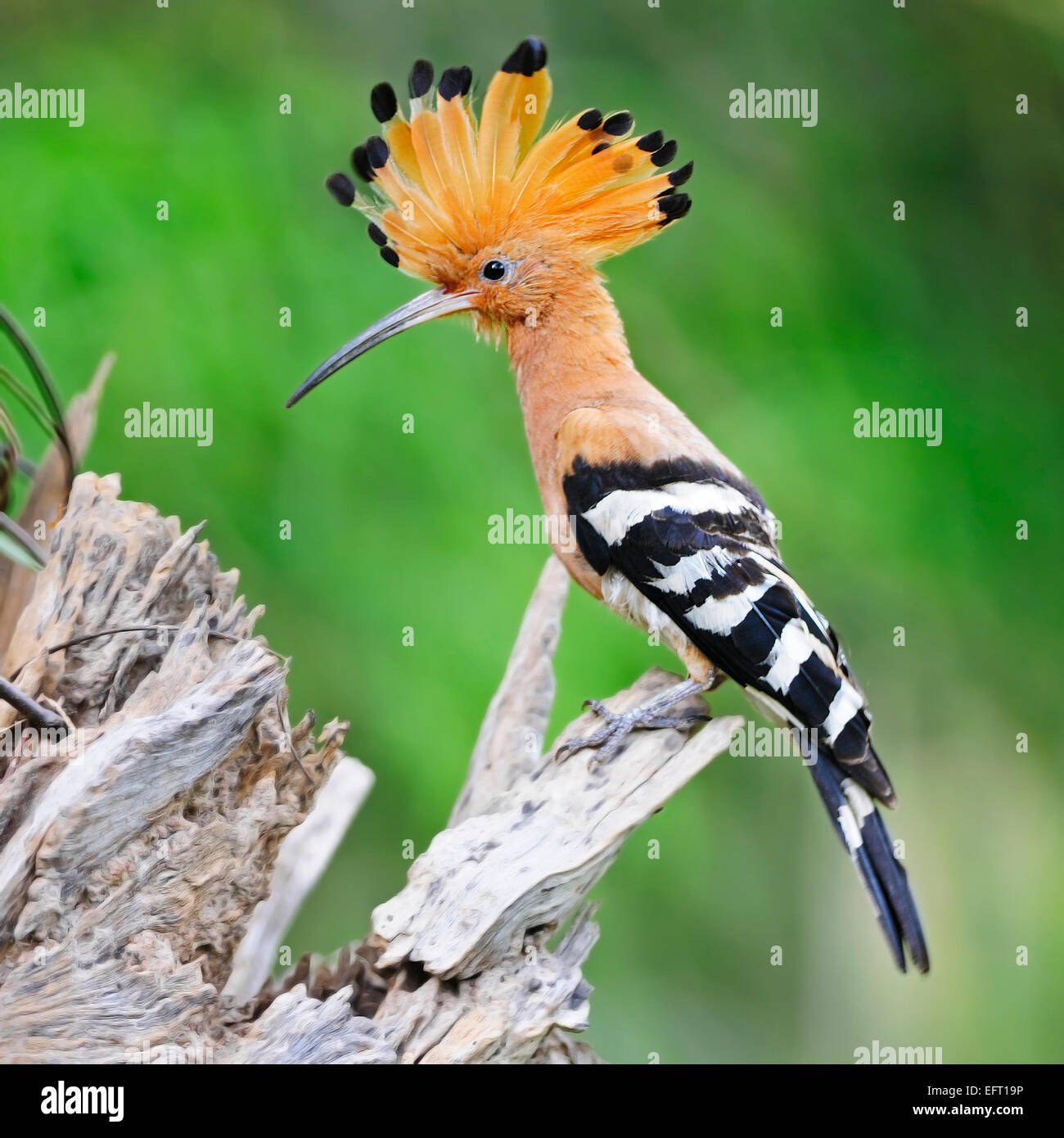 Hoopoe bird hi-res stock photography and images - Alamy