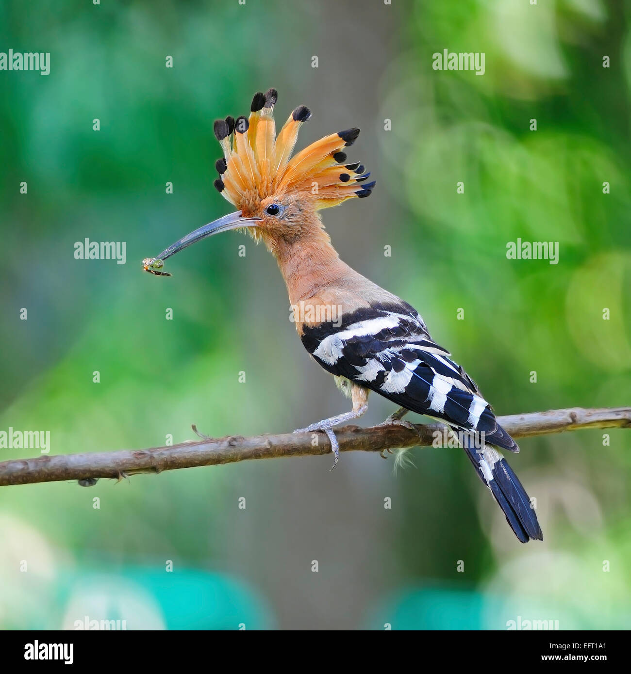 Asian hoopoe hi-res stock photography and images - Alamy