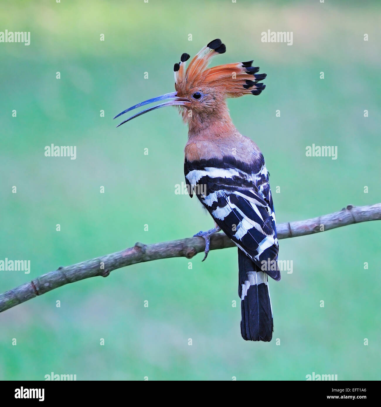 Hoopoe bird hi-res stock photography and images - Alamy