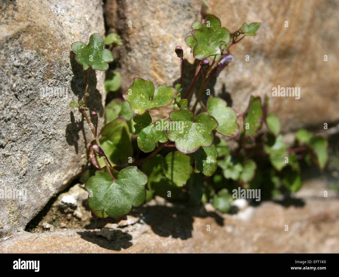 Botanik wild hi-res stock photography and images - Alamy