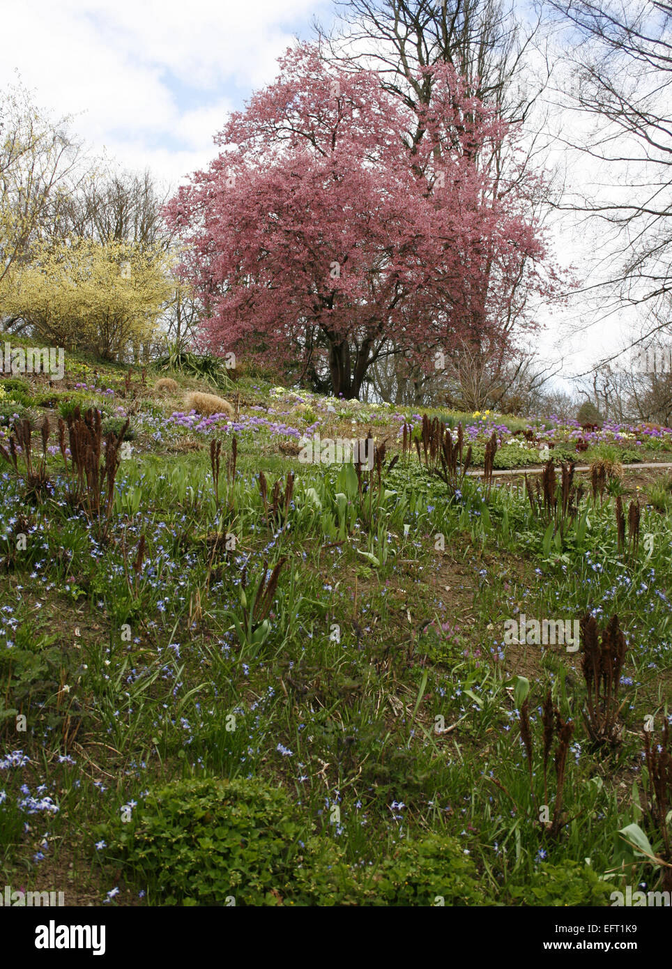 Gras tree hi-res stock photography and images - Alamy