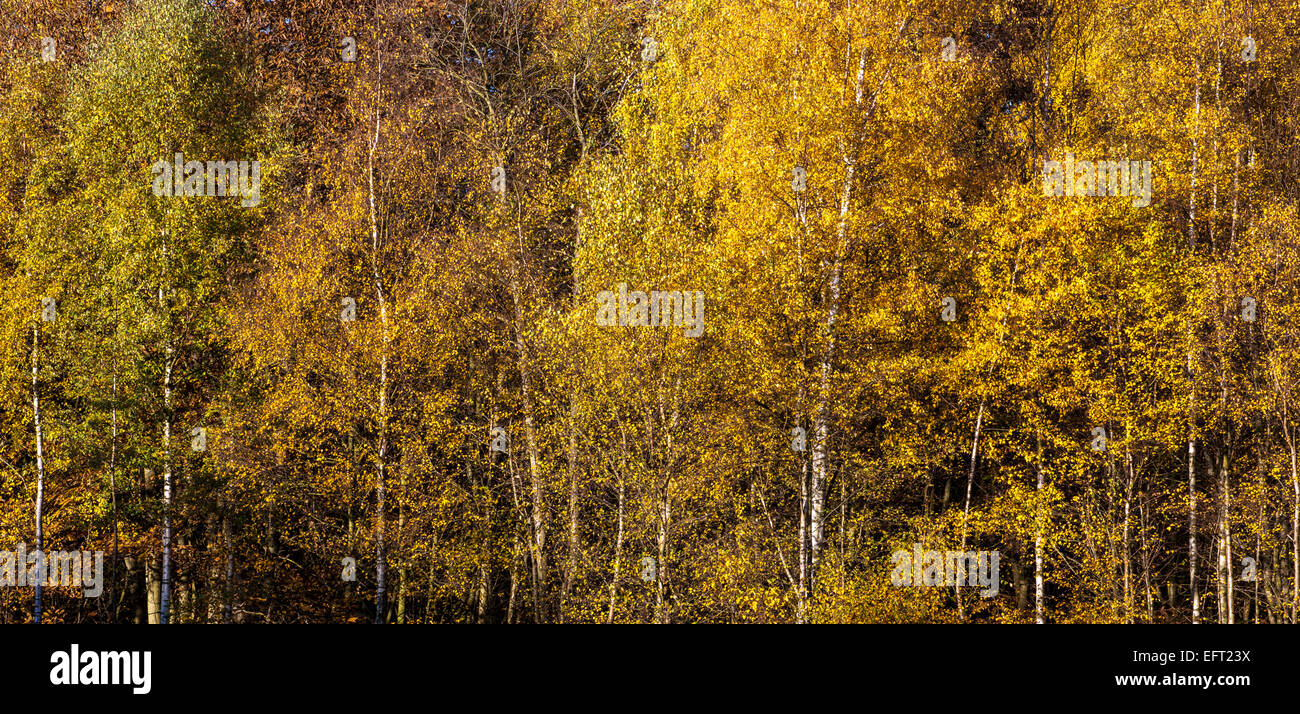 Woods silver birch hi-res stock photography and images - Alamy