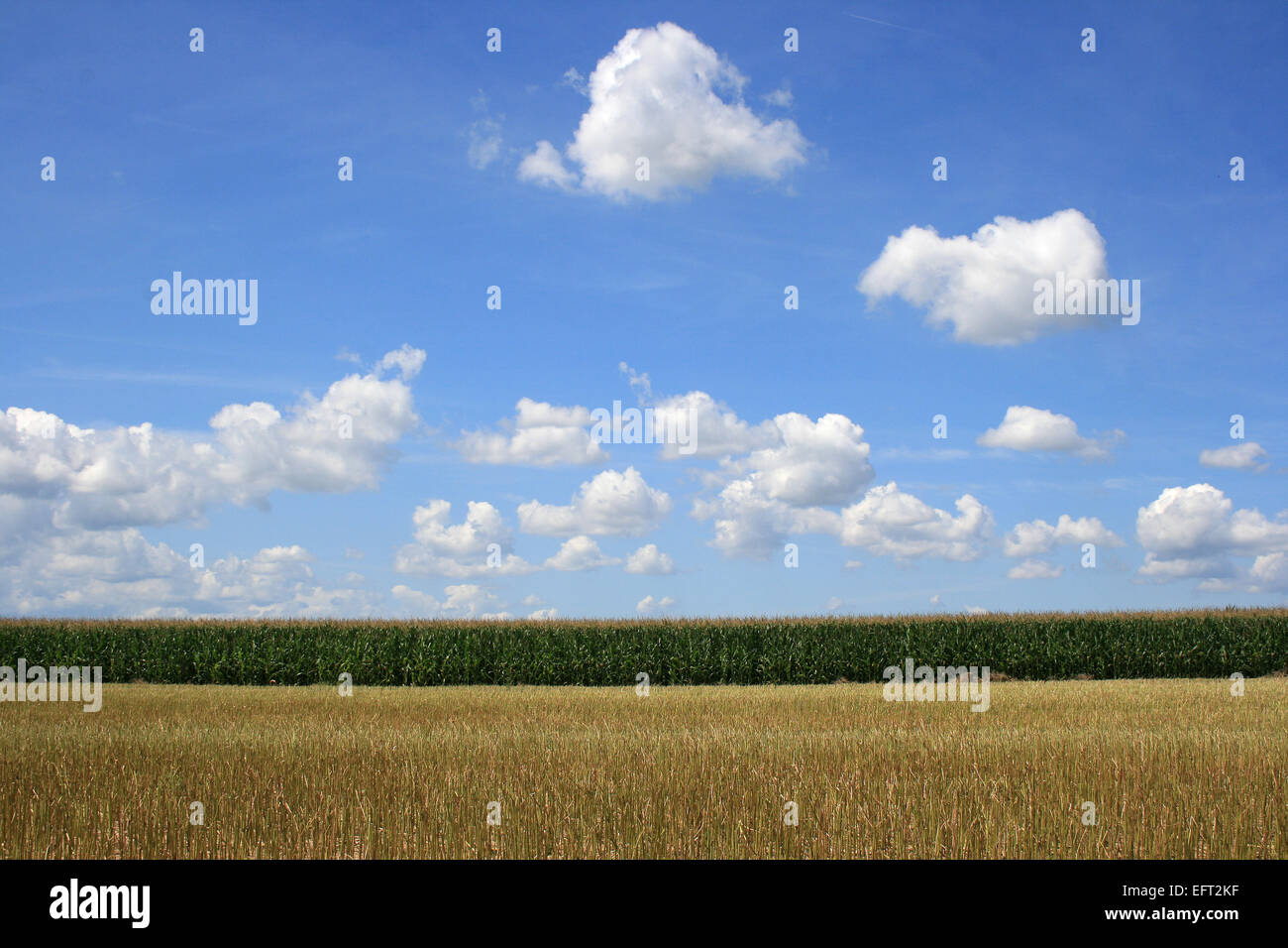 German wheat field hi-res stock photography and images - Alamy