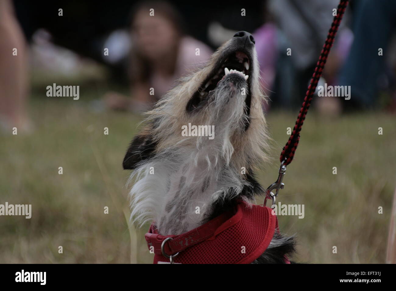 Jack Russell terrier taking part in a fun dog show at the Ellingham ...