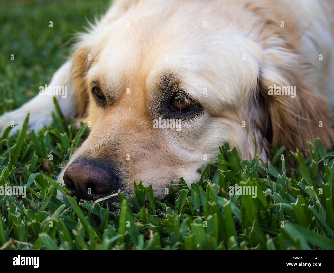 Close up of golden retriever head and paw on grass Stock Photo - Alamy