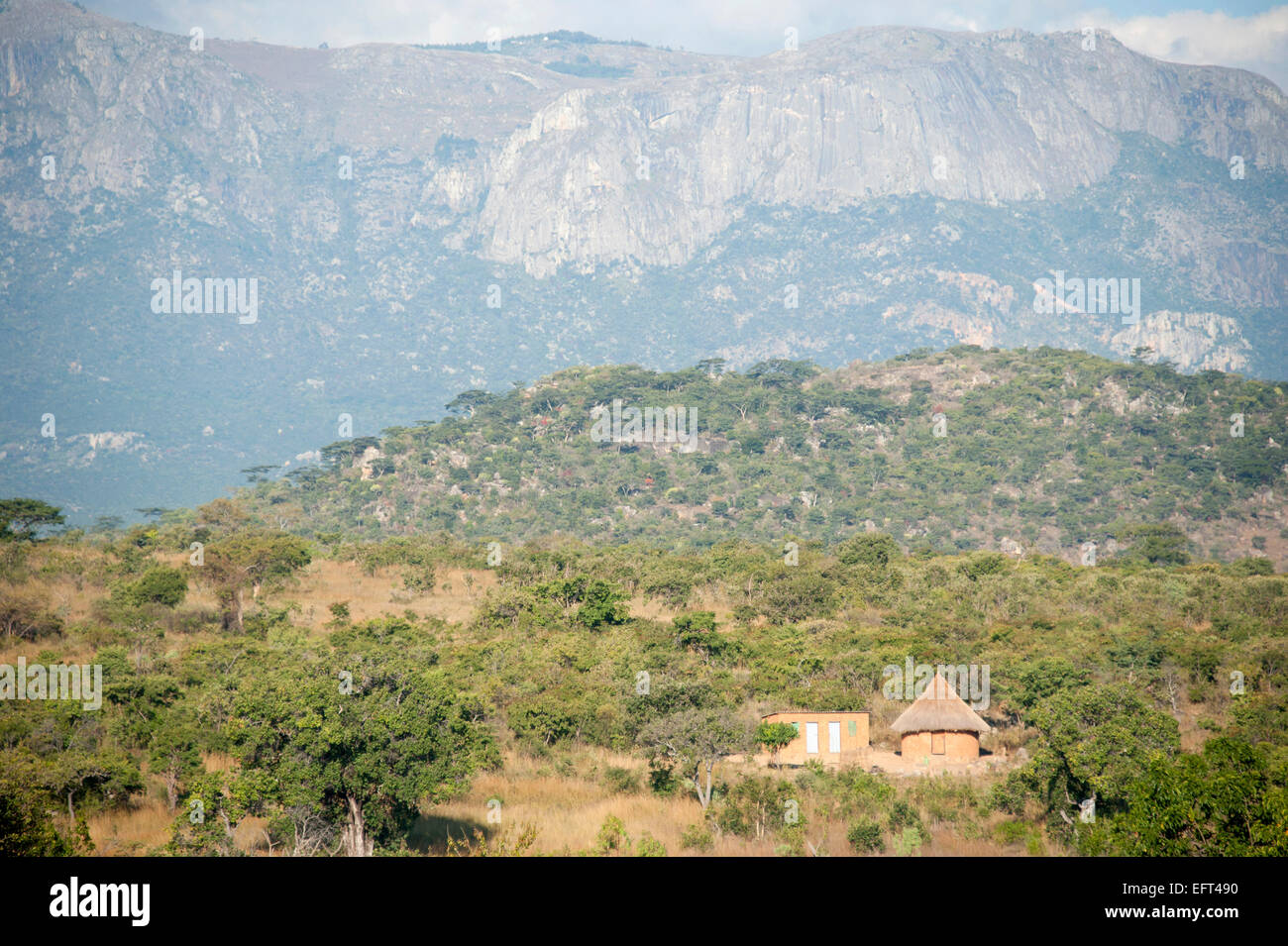 Msasa trees hi-res stock photography and images - Alamy