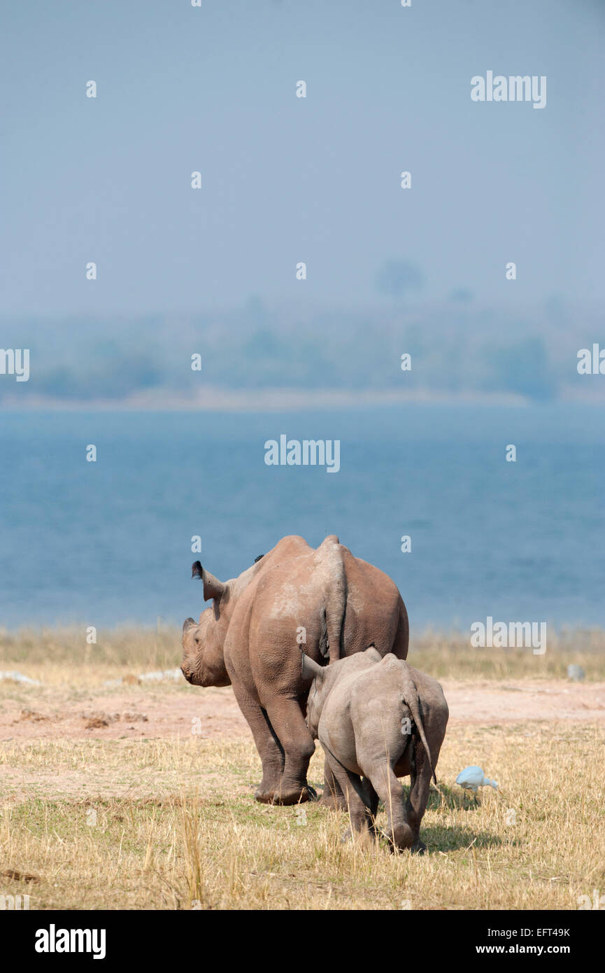 Hooked lip rhinoceros hi-res stock photography and images - Alamy