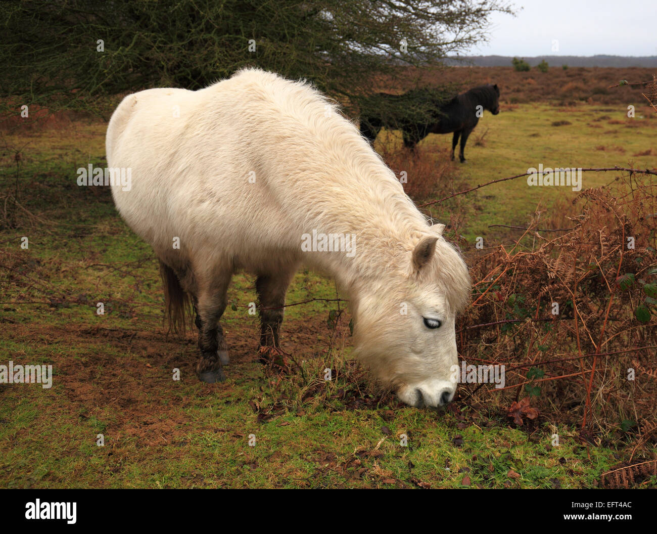 Ponies on Roydon Common, National Nature Reserve, in Norfolk Stock ...