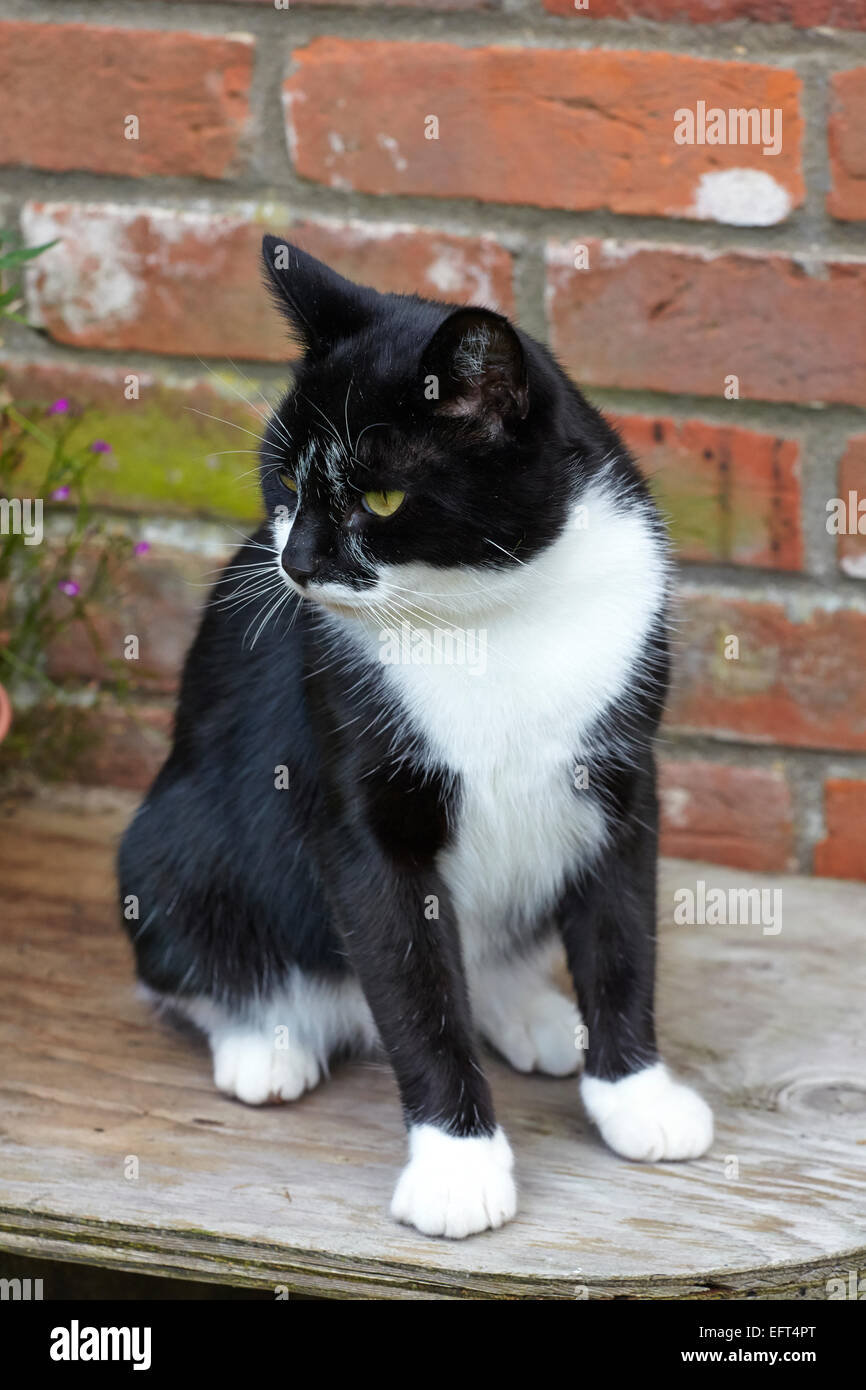 Piebald cat hi-res stock photography and images - Alamy