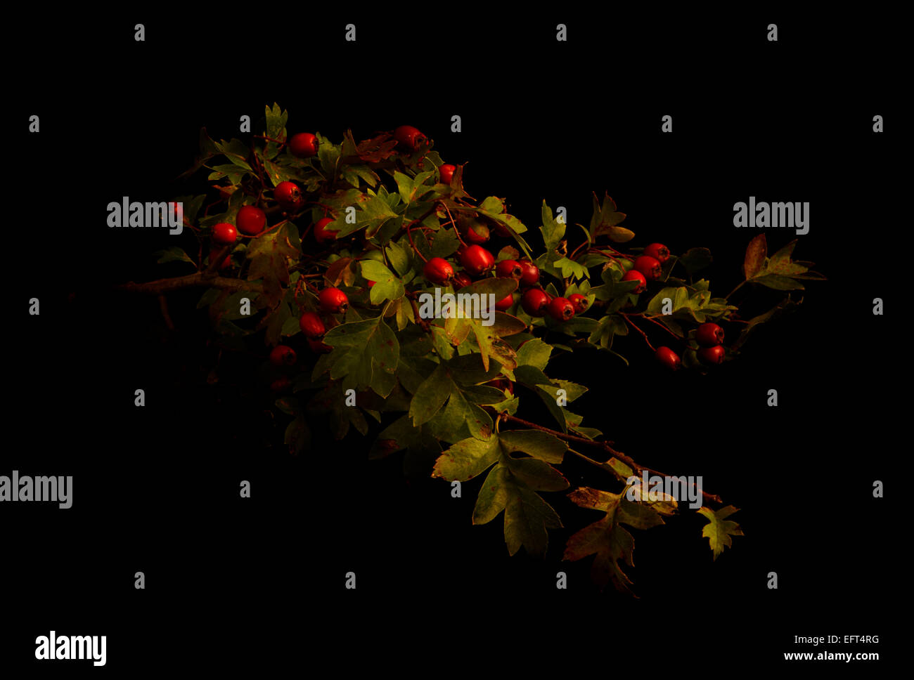 Crataegus monogyna fall leaf hi-res stock photography and images - Alamy