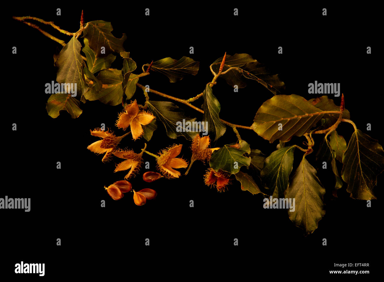 Beech tree seeds hi-res stock photography and images - Alamy