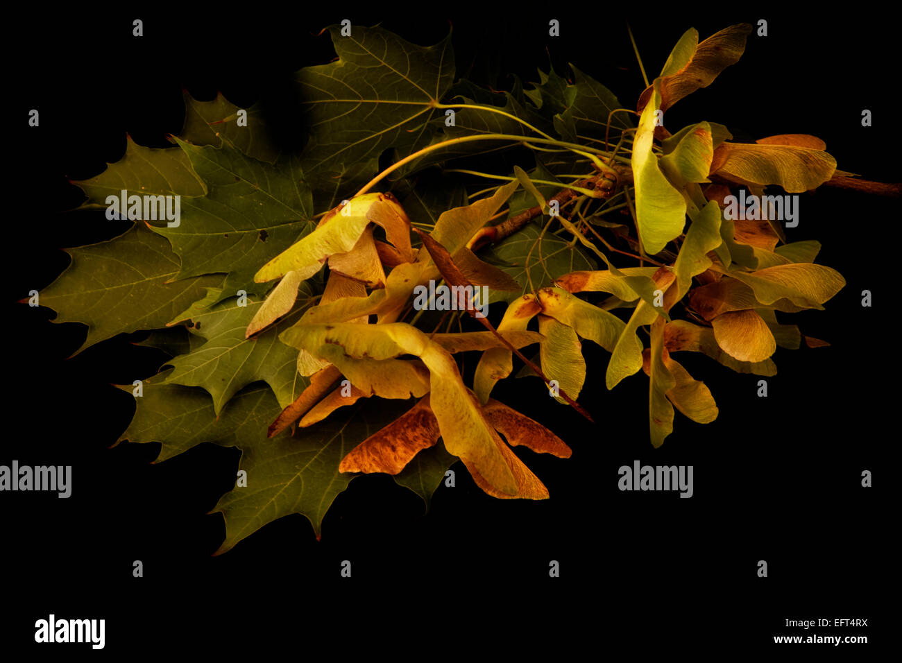 Norway Maple Seed High Resolution Stock Photography and Images - Alamy