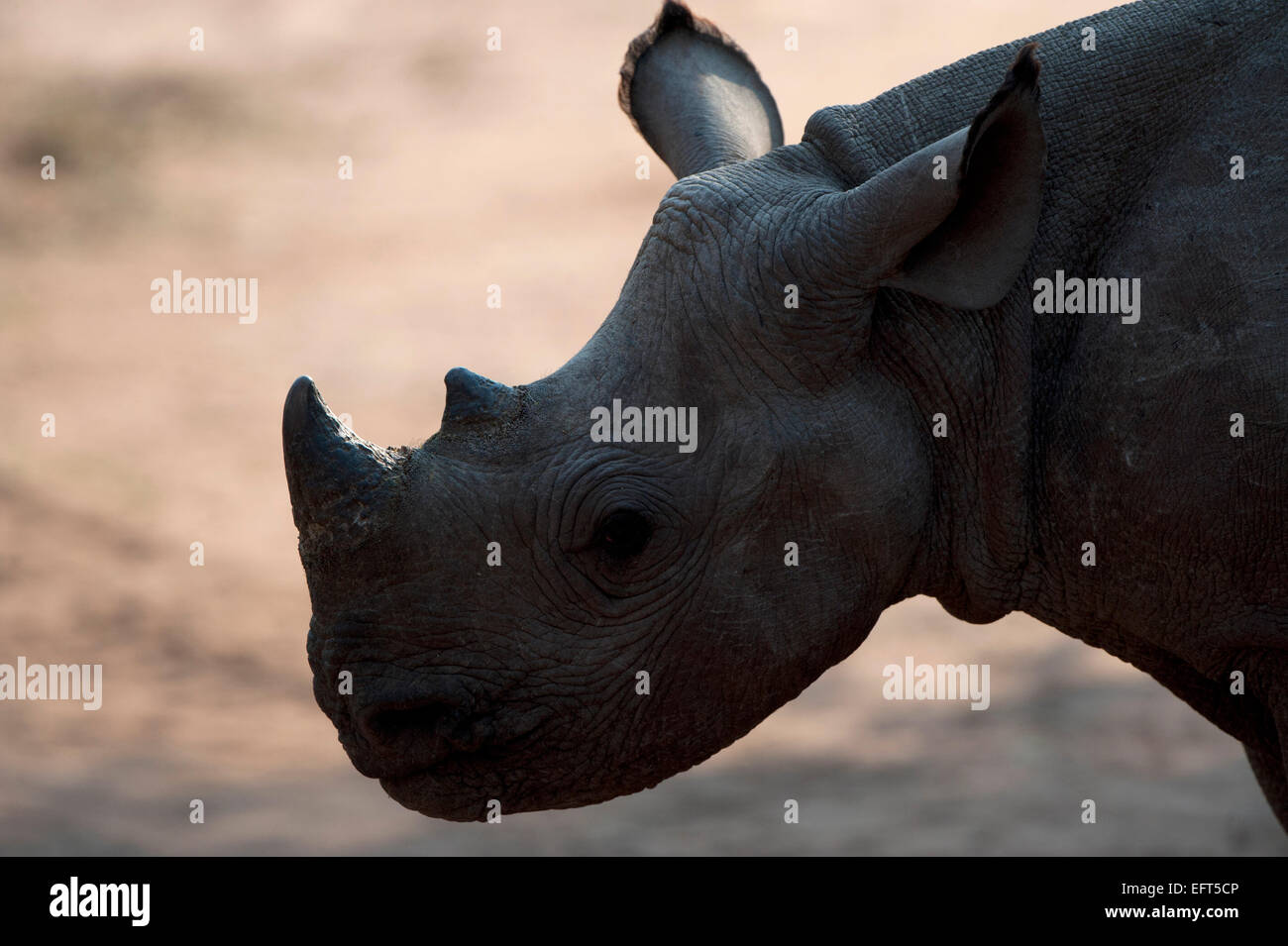 Rhino fish hi-res stock photography and images - Alamy