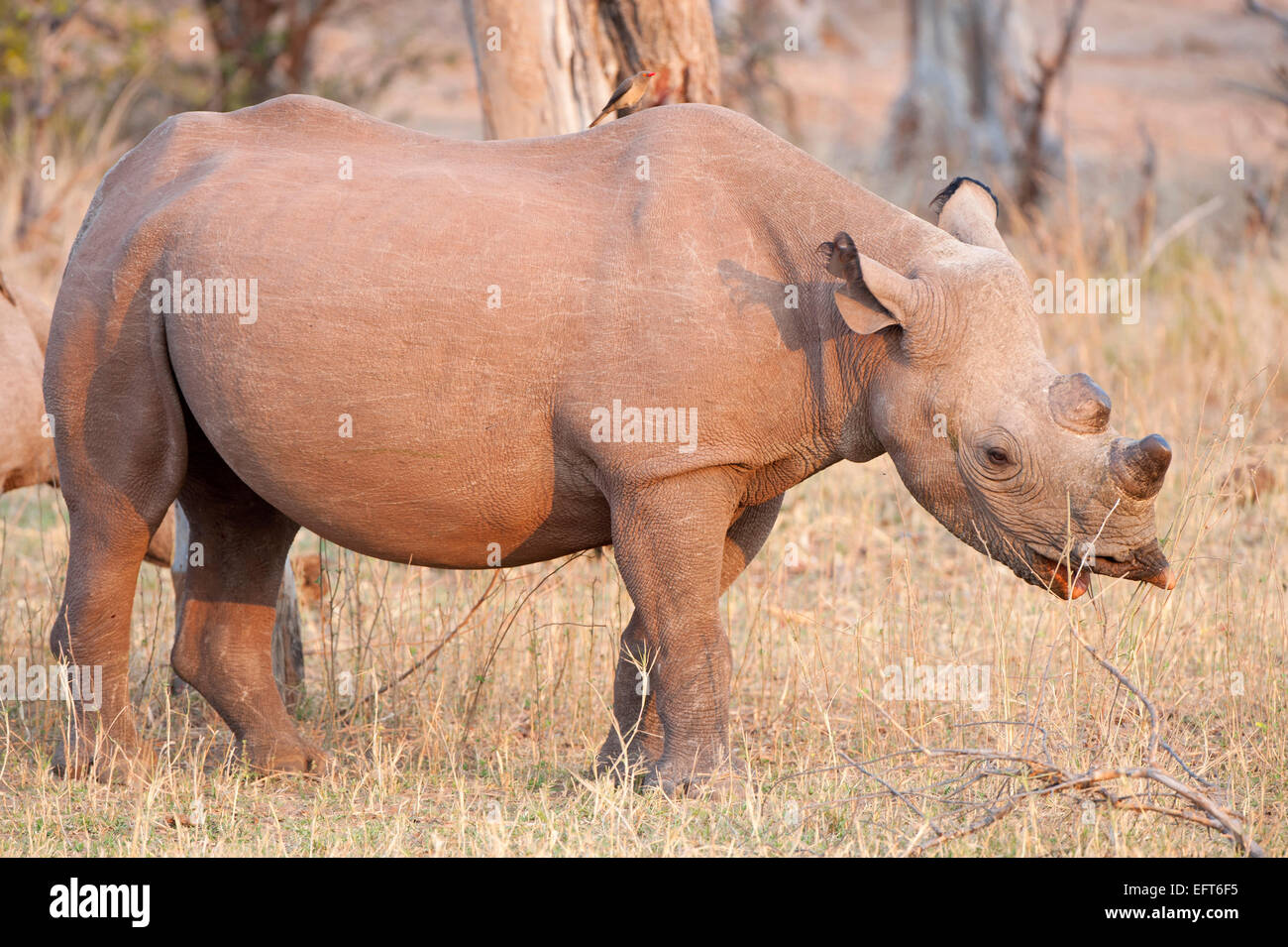 Hooked lip rhinoceros hi-res stock photography and images - Alamy