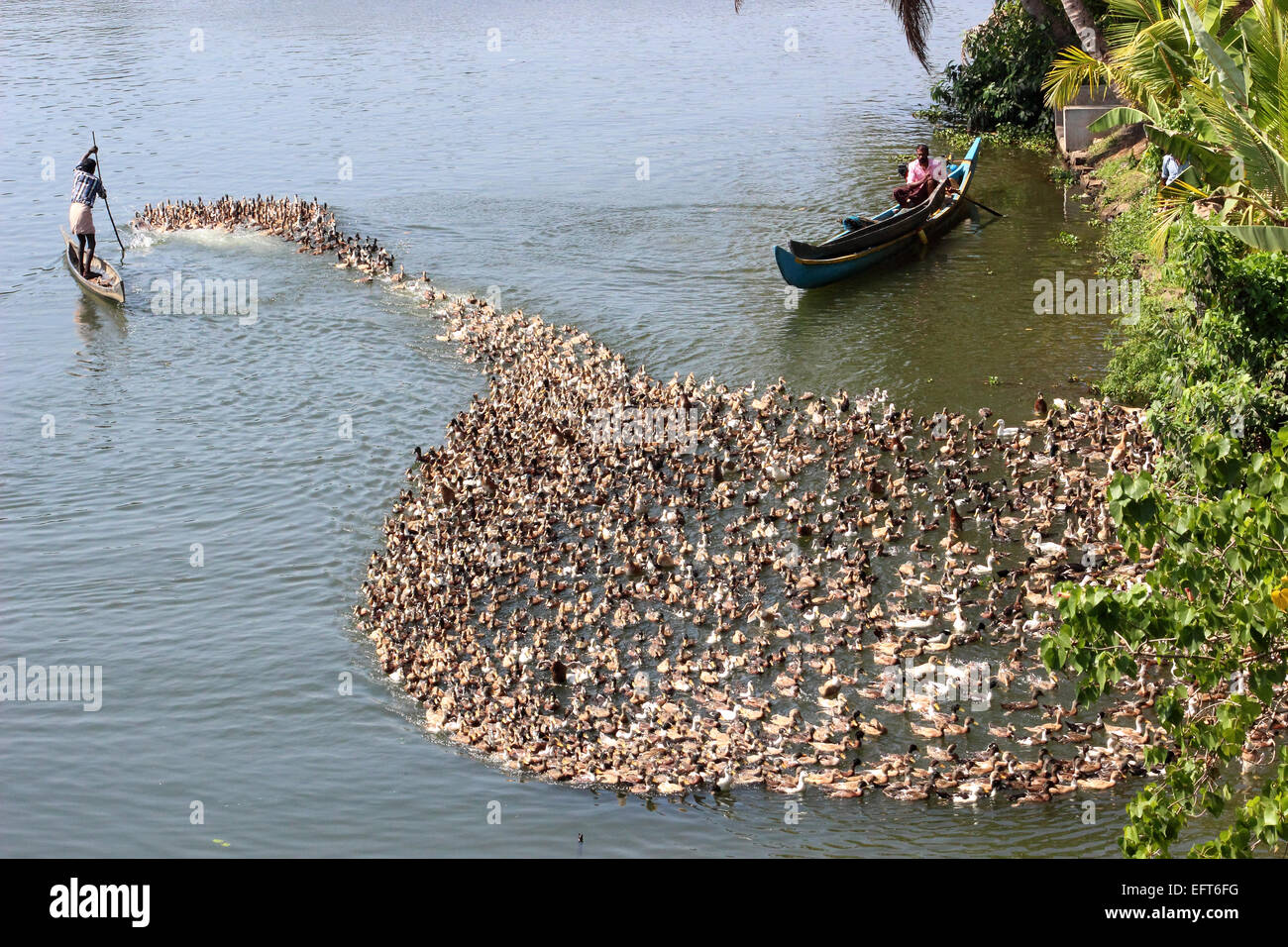 Kuttanad kerala hi-res stock photography and images - Alamy