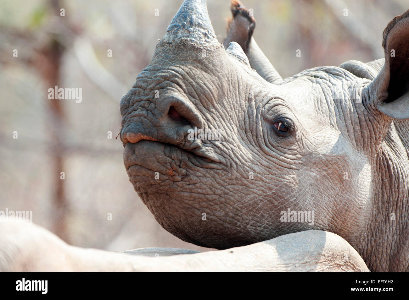 Dead rhino poaching hi-res stock photography and images - Alamy