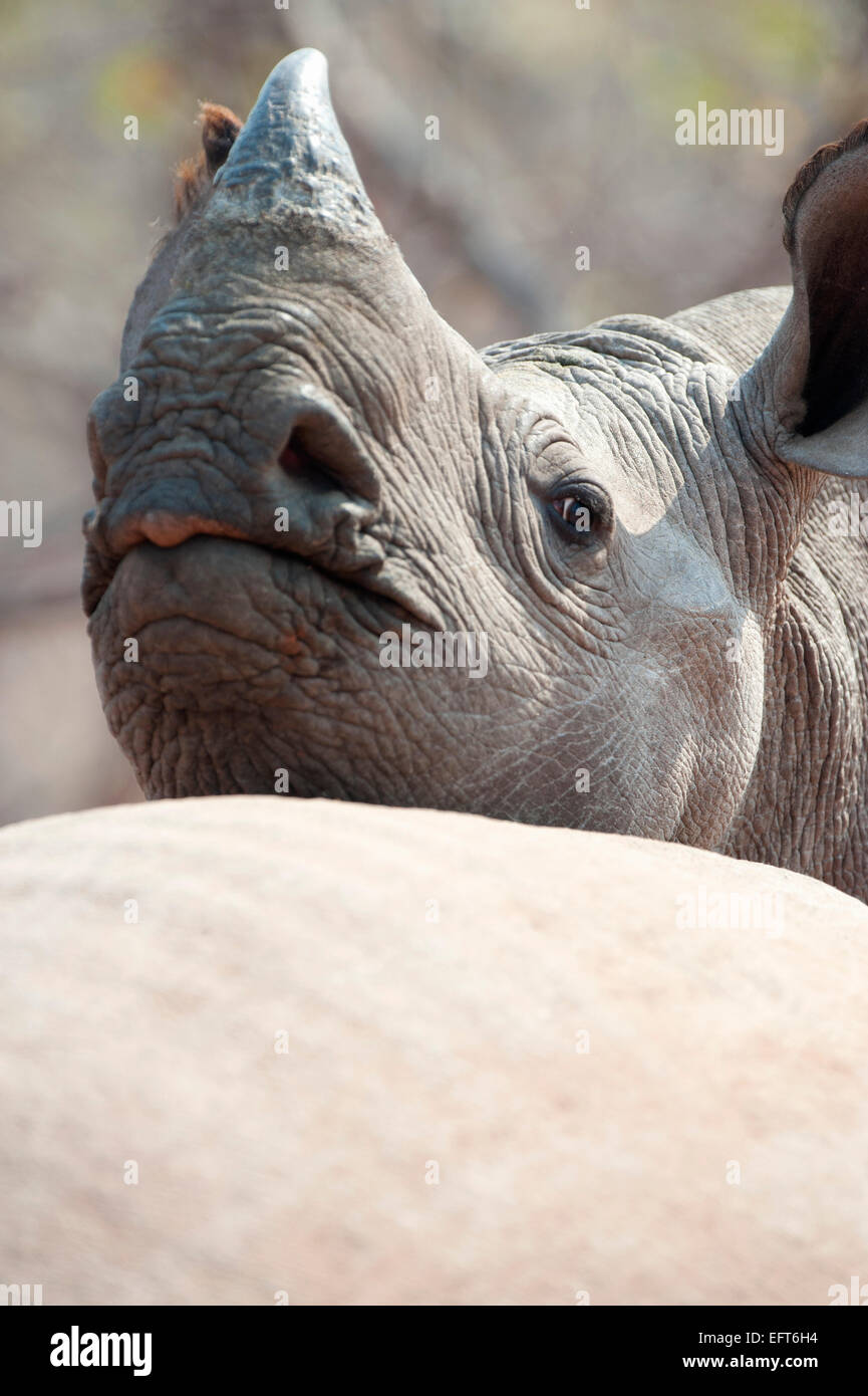 Hooked lip rhinoceros hi-res stock photography and images - Alamy