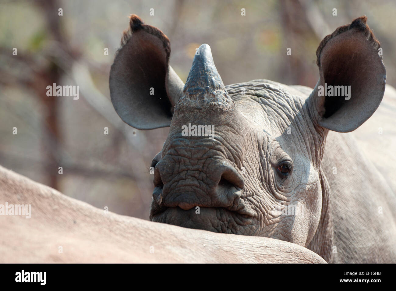 Dead rhino poaching hi-res stock photography and images - Alamy