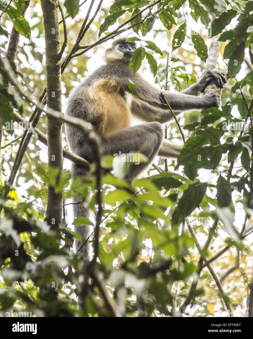Eastern hoolock gibbon india hi-res stock photography and images - Alamy
