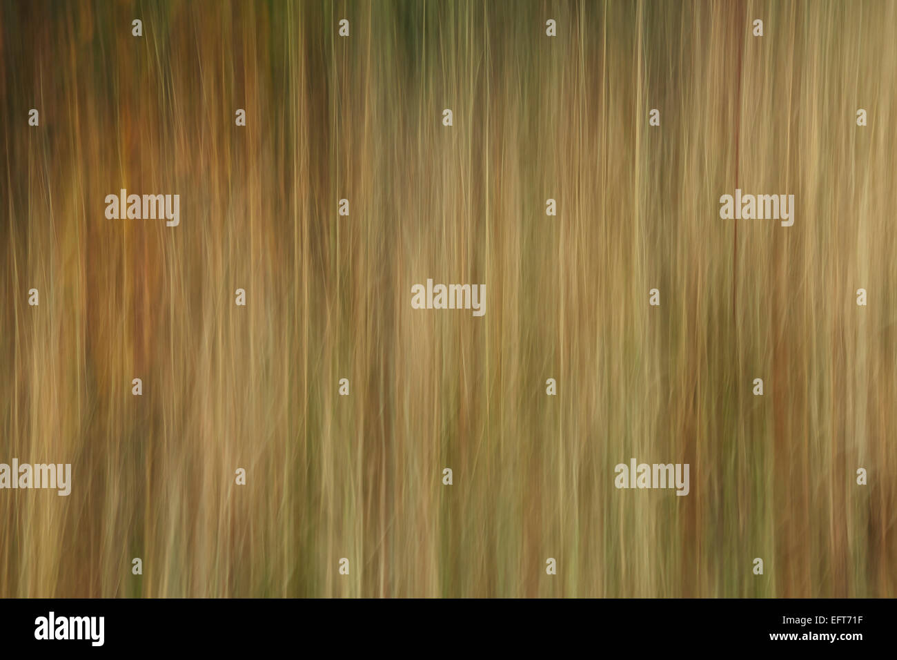 Dead grass hi-res stock photography and images - Alamy
