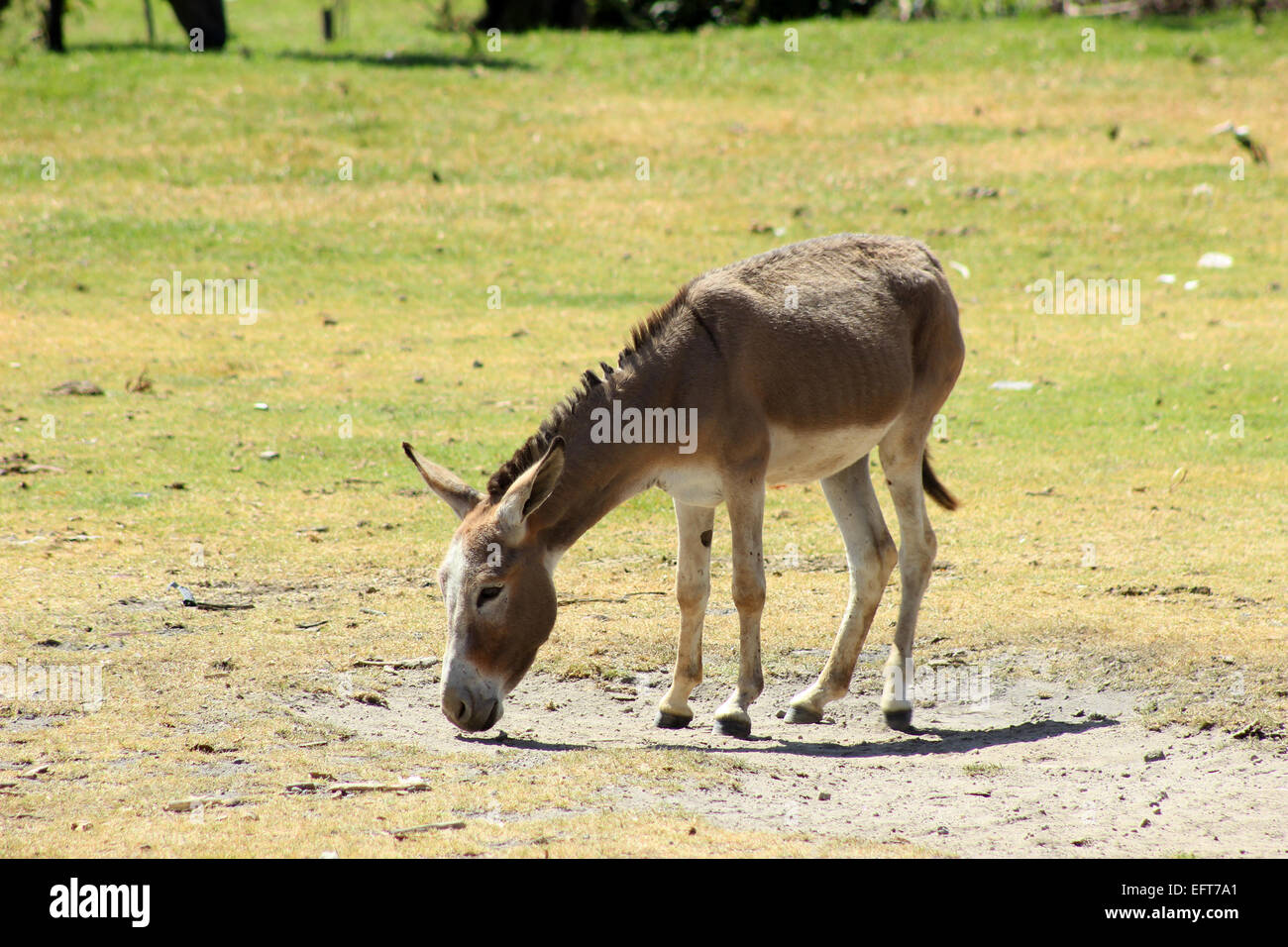 A donkey grazing in a farmers pasture in Cotacachi, Ecuador Stock Photo ...
