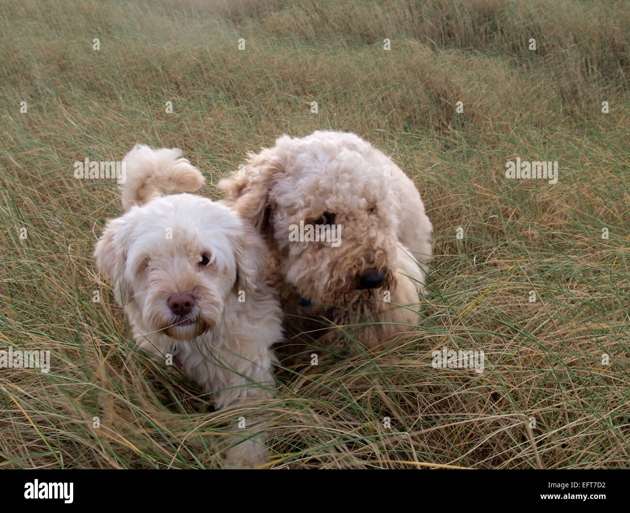 Two Labradoodle dogs in long Marram grass, Braunton Burrows, Devon, UK ...
