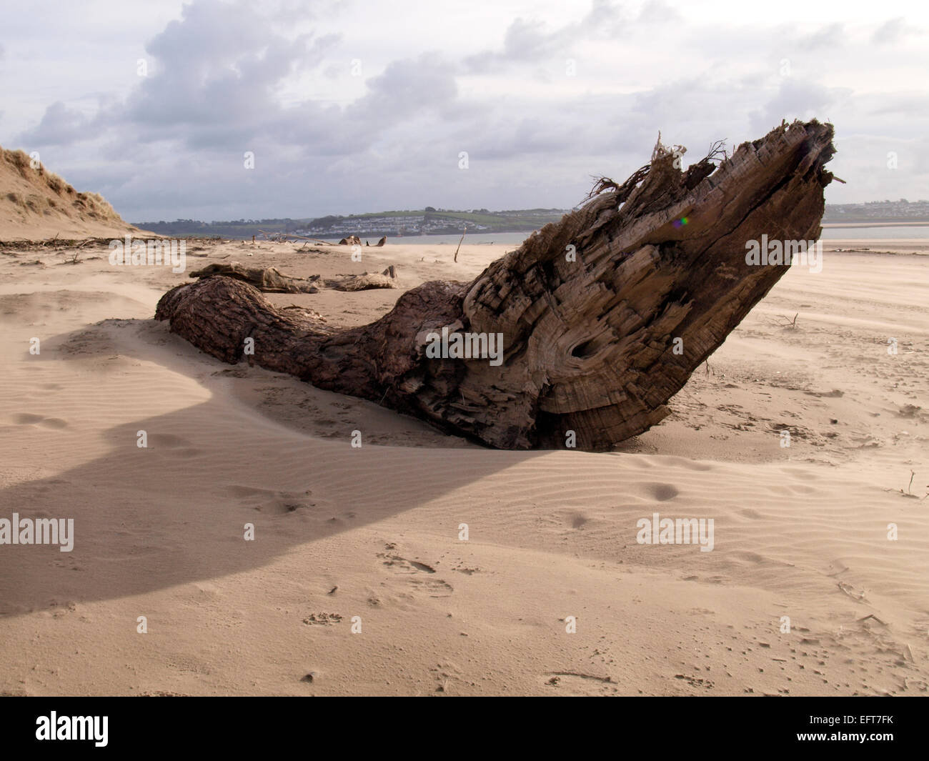 Tree washed up on beach hi-res stock photography and images - Alamy