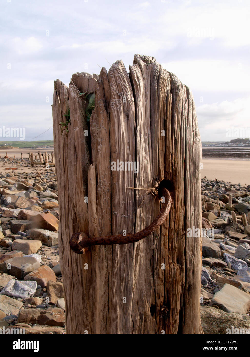 Large old iron nail in an old post, Part of a groyne, Saunton Sands ...