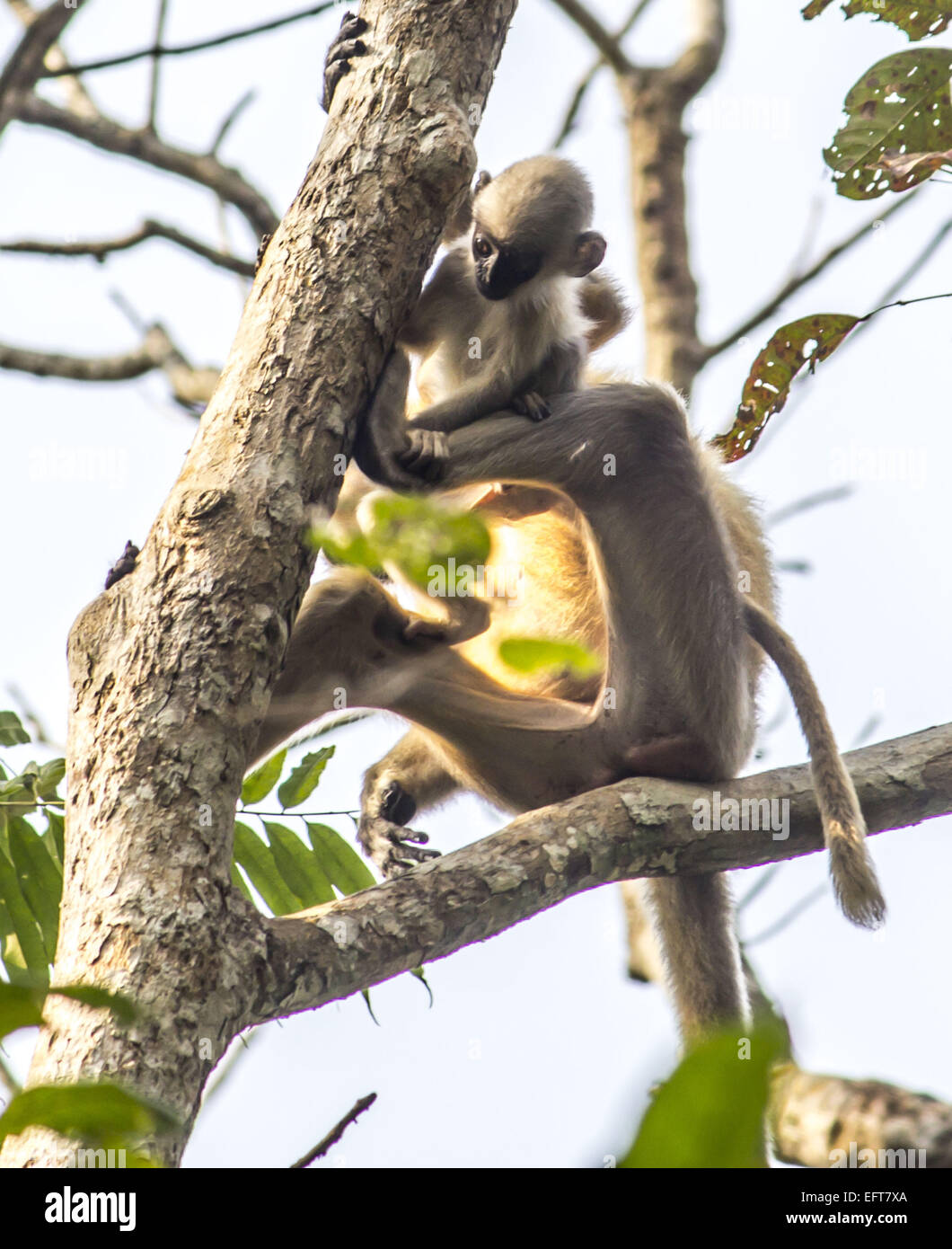 Eastern hoolock gibbon india hi-res stock photography and images - Alamy