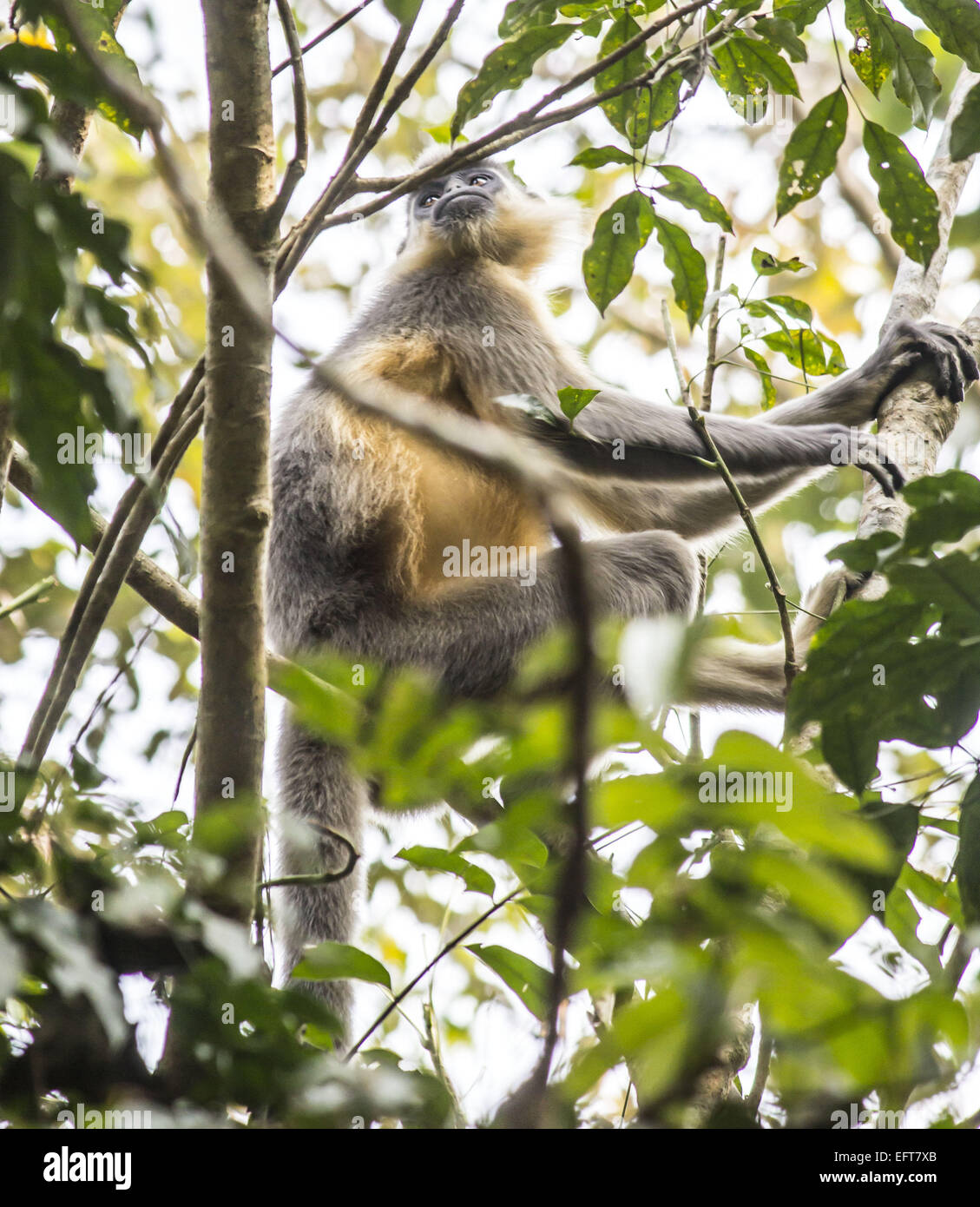 Eastern hoolock gibbon india hi-res stock photography and images - Alamy