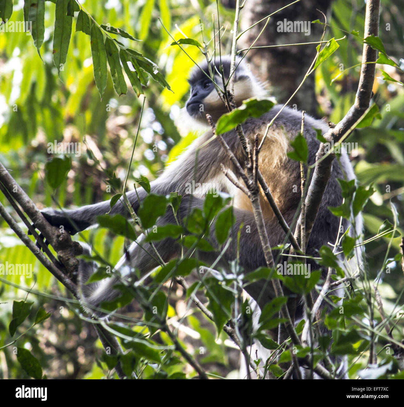 Eastern hoolock gibbon india hi-res stock photography and images - Alamy